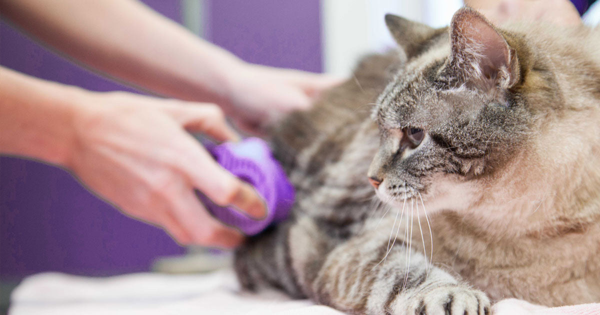 5 Best Cat Grooming Products For Fussy Felines – Cat Cave Co
