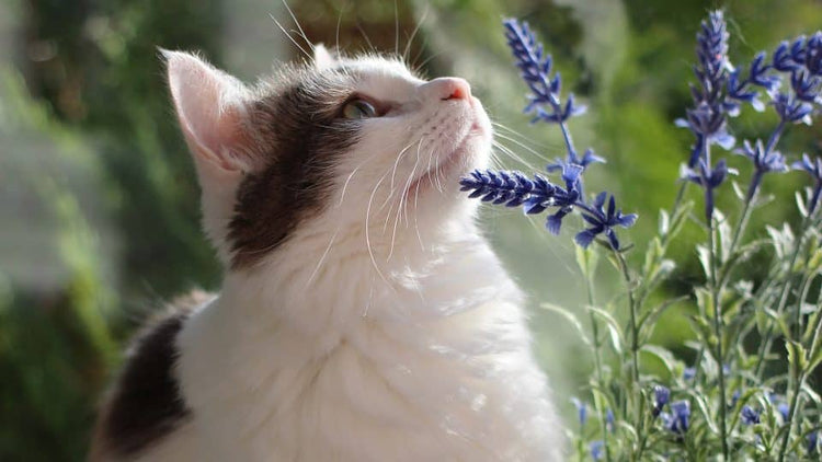What Essential Oils Are Safe To Diffuse Around Cats – Cat Cave Co