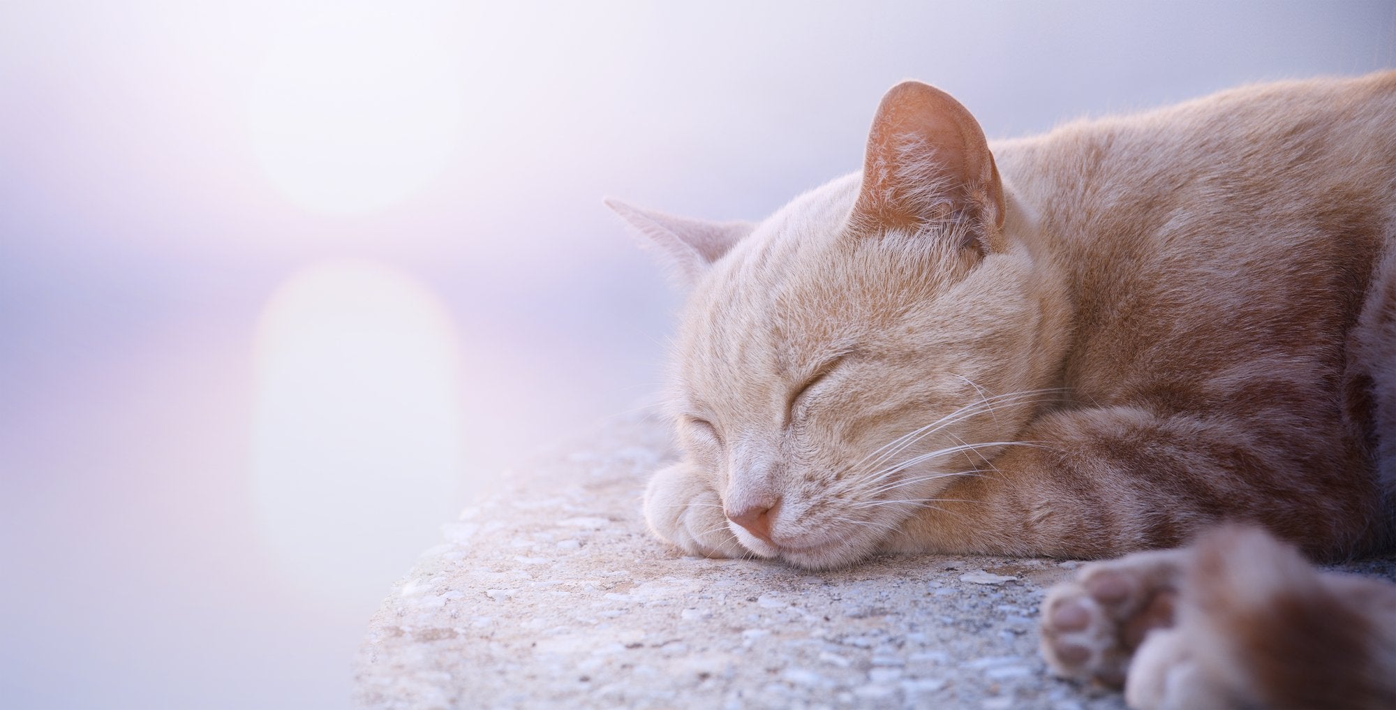 Rest – Cat Cave Co